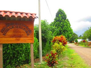 El cacao de alto sol